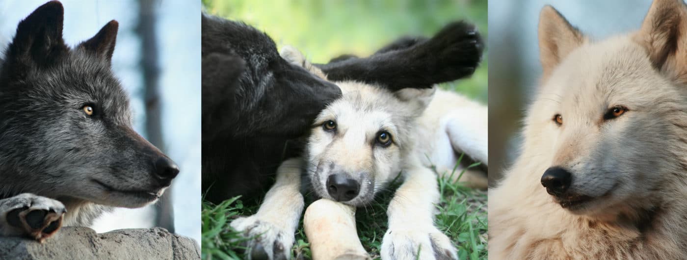 Zephyr Alawa Collage.jpg | Wolf Conservation Center