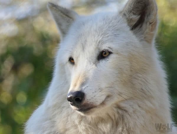 Ambassador Wolves | Wolf Conservation Center