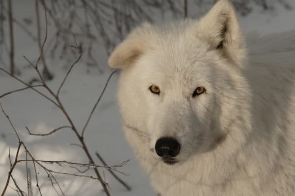 In Memory | Wolf Conservation Center