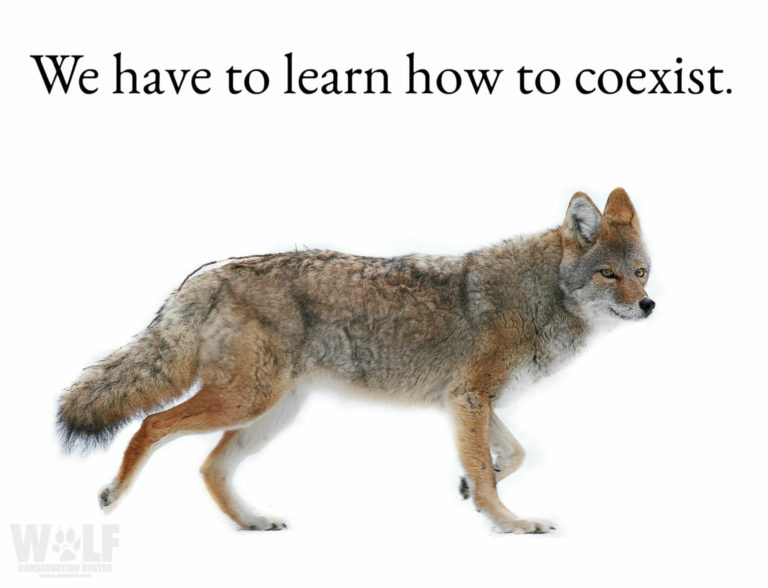 Taxonomy, ecology, and management of coyotes in the eastern United ...