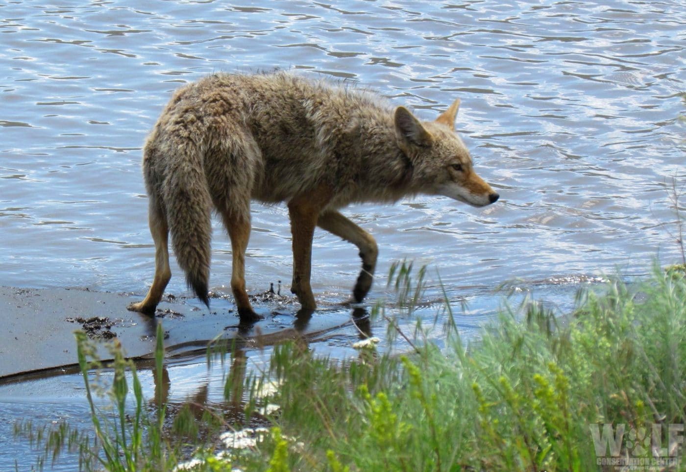 Integrative Ecology and Coexistence Lab | Wolf Conservation Center