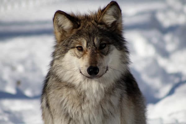 Red Wolves and Mexican Gray Wolves | Wolf Conservation Center