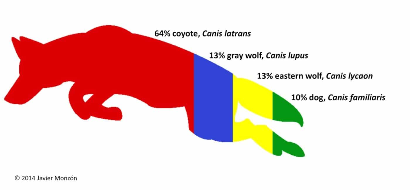 Taxonomy, ecology, and management of coyotes in the eastern United ...
