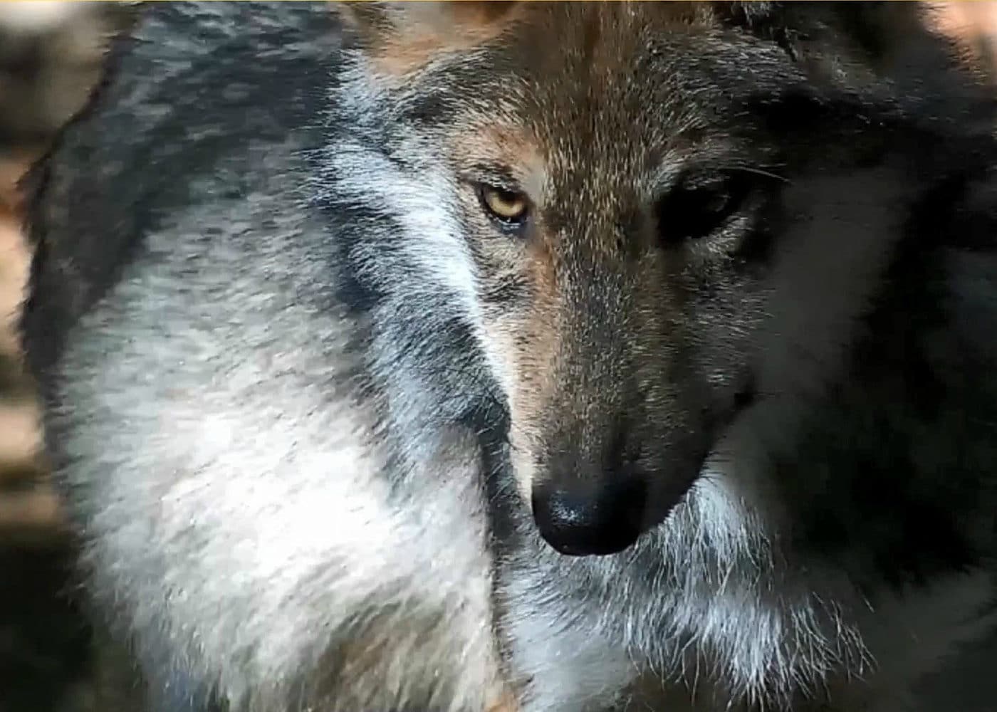 Red Wolves and Mexican Gray Wolves | Wolf Conservation Center
