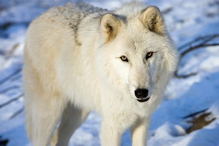 In Memory | Wolf Conservation Center