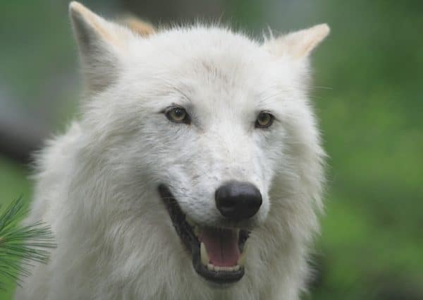 In Memory | Wolf Conservation Center