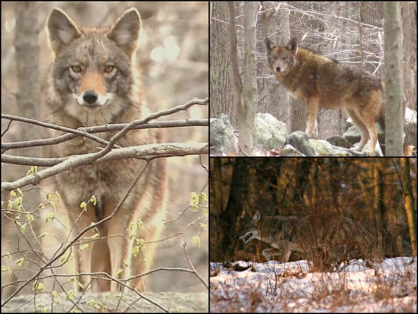 Taxonomy, ecology, and management of coyotes in the eastern United ...