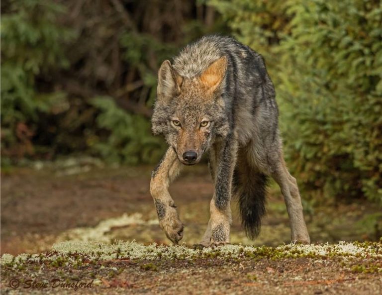 A Fresh Look At Ontario’s Eastern Wolves | Wolf Conservation Center