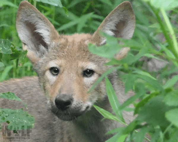 To Understand How Earliest Predators Hunted, Scientists Look at Ears ...