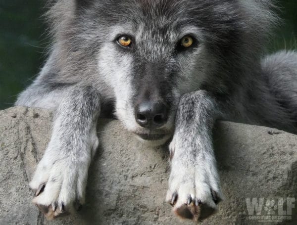 In Memory | Wolf Conservation Center