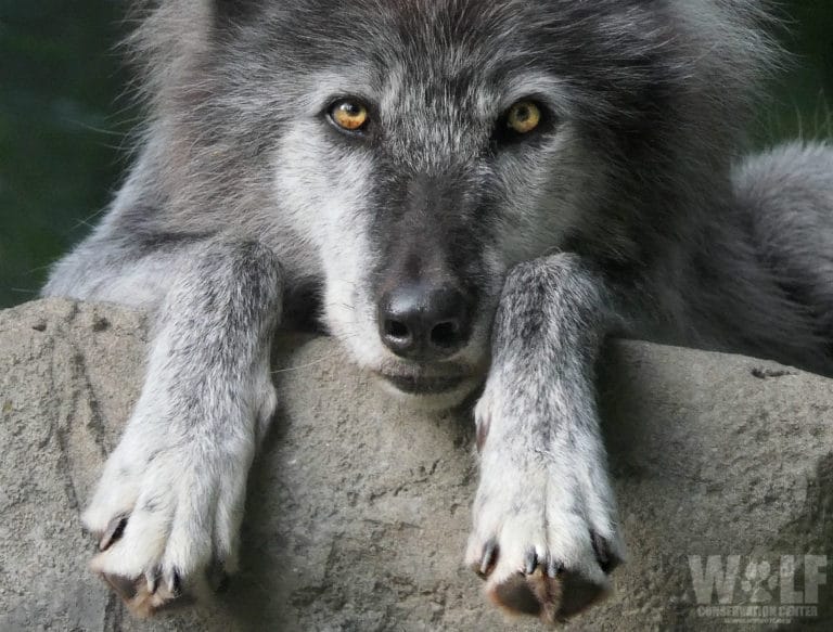 In Memory | Wolf Conservation Center