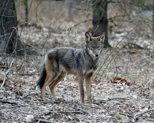 Red Wolves and Mexican Gray Wolves | Wolf Conservation Center