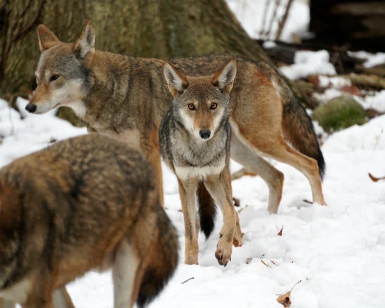 Red Wolves and Mexican Gray Wolves | Wolf Conservation Center
