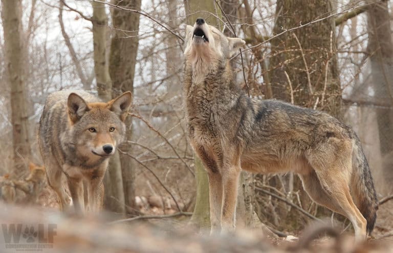 Howling Dialects of Wolves | Wolf Conservation Center