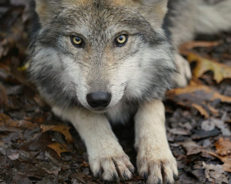 Red Wolves and Mexican Gray Wolves | Wolf Conservation Center