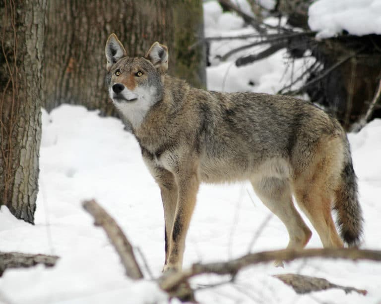 Red Wolves and Mexican Gray Wolves | Wolf Conservation Center