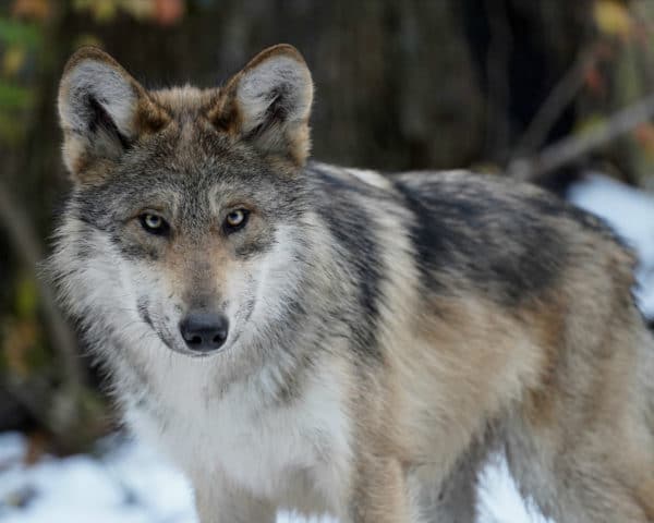 Red Wolves and Mexican Gray Wolves | Wolf Conservation Center