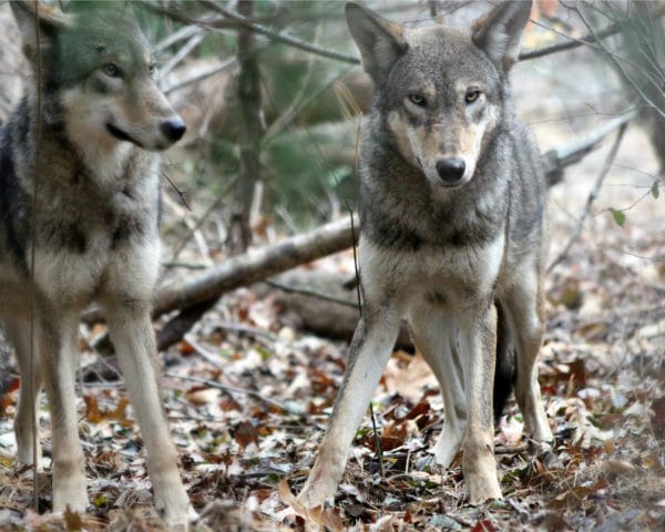 Call of the Wild: Wolf Conservation Center Wolves Released to the Wild ...