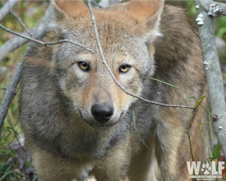 NCSU Students Work to Save Red Wolves | Wolf Conservation Center