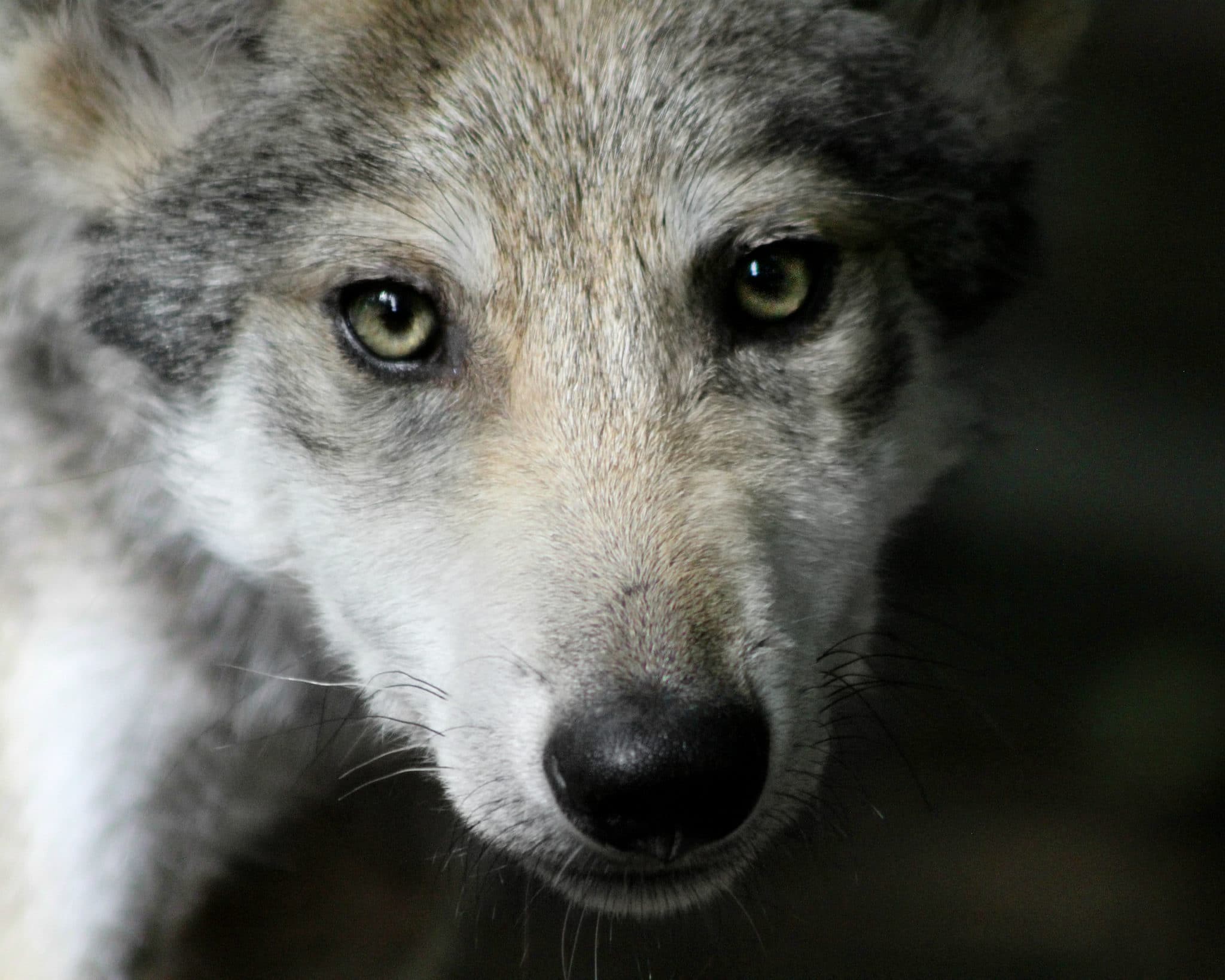 M1743 Joe Darling Edit 8×10 | Wolf Conservation Center