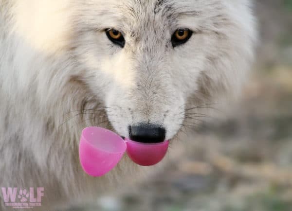 Events | Wolf Conservation Center