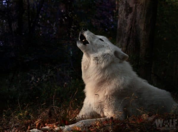 Events | Wolf Conservation Center