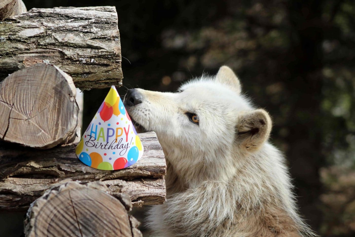 Events | Wolf Conservation Center