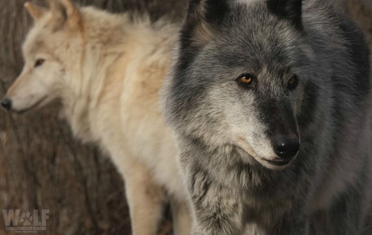 Research Reveals Relationship Between Wolf’s Coat Color and Health ...