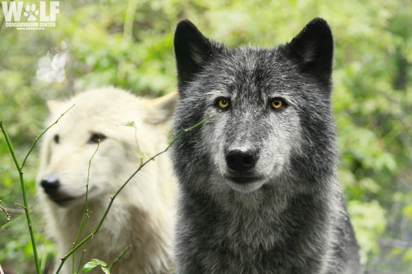 The Importance of Wolves in Isle Royale with Dr. Rolf O. Peterson ...