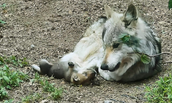 Wolf Dad Grows Grumpy Around Relentless and Adorable Pups | Wolf ...