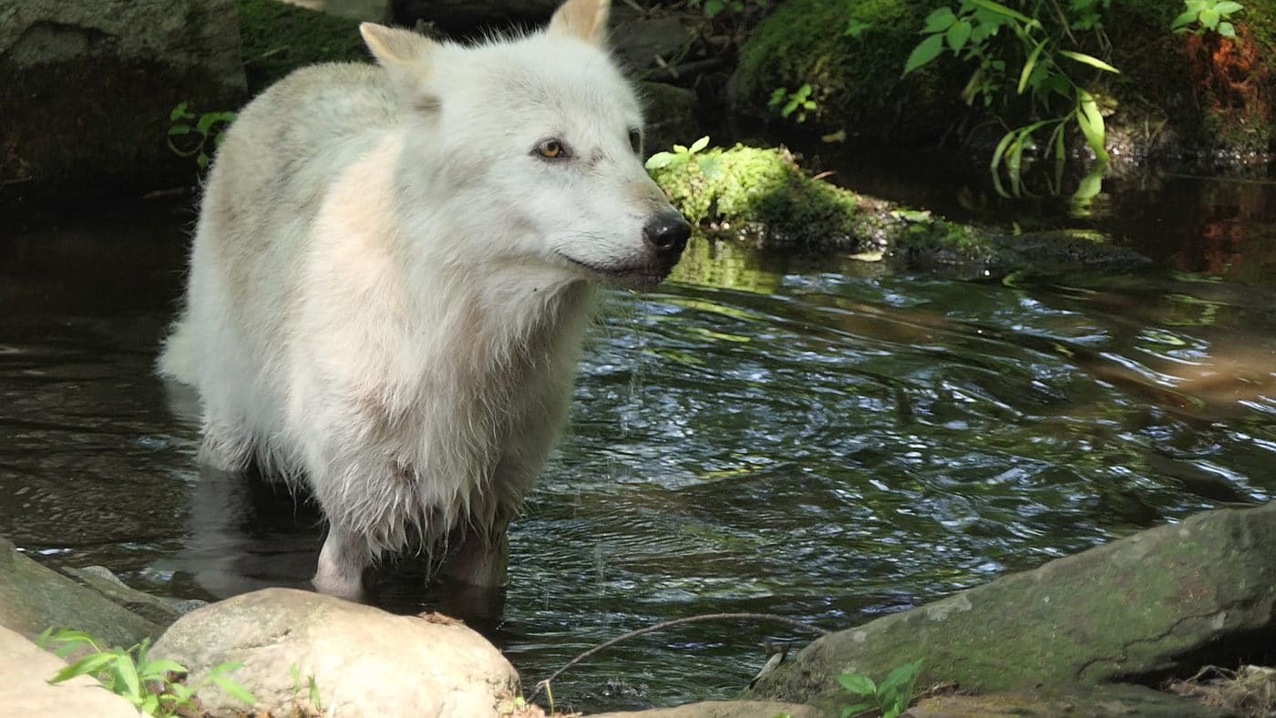 Alawa Water Swim Edit No Logo | Wolf Conservation Center