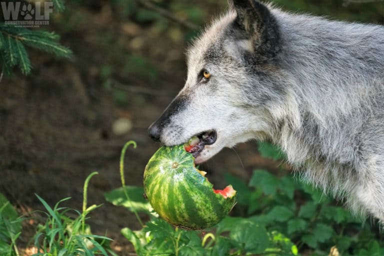 Watermelon-Loving Wolves! | Wolf Conservation Center