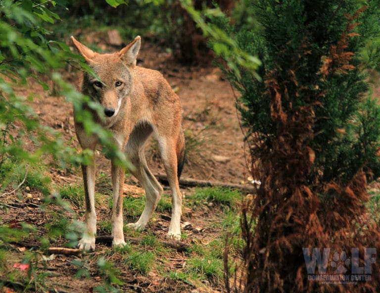Red Wolf | Wolf Conservation Center