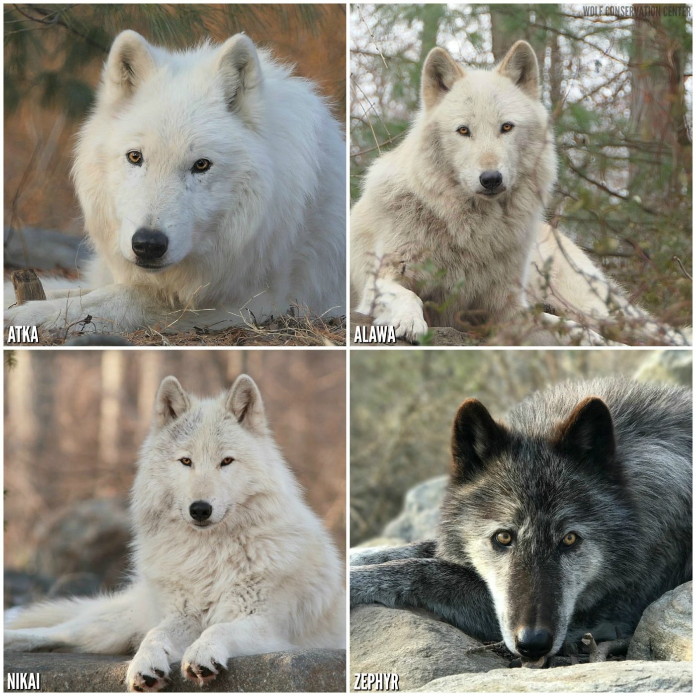Working for a Better World for Wolves | Wolf Conservation Center
