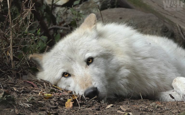 WA State Wildlife Officials to Gun Down More Wolves to Protect Cows ...