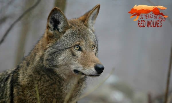 Red Wolf Recovery Milestone – 32 Years Wild | Wolf Conservation Center