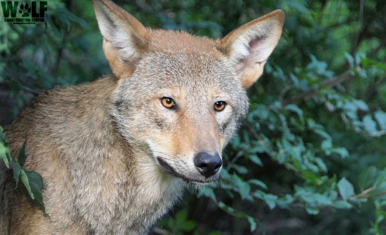 Flash Flood Warnings Issued in Last Home for Wild Red Wolves | Wolf ...