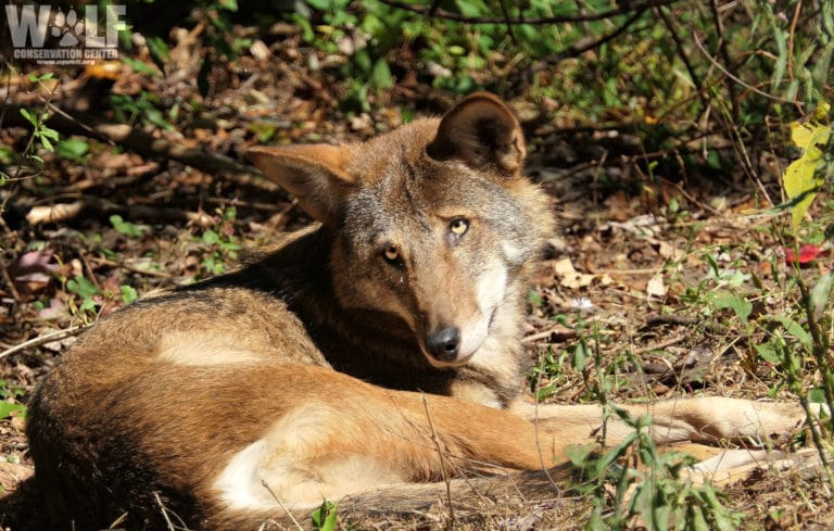 USFWS Unlawfully Withholds Info While Leaving Last Red Wolves to “Die ...