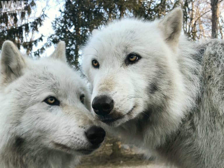 National Wolf Awareness Week Begins Today | Wolf Conservation Center