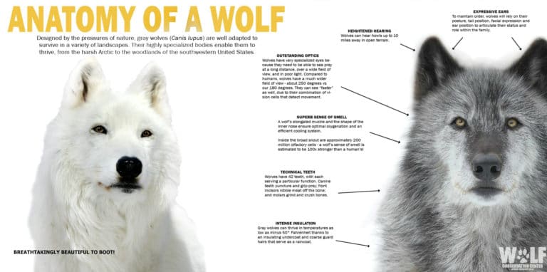 Anatomy Wolf Long Sm | Wolf Conservation Center