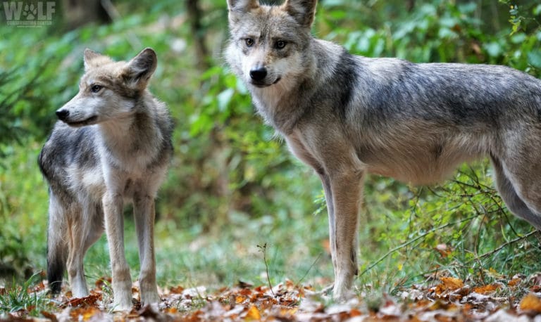 Mexican Gray Wolf Pupdate – Growth Spurt | Wolf Conservation Center