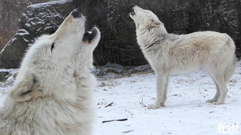 You Heard Our Howls – Thank You! | Wolf Conservation Center
