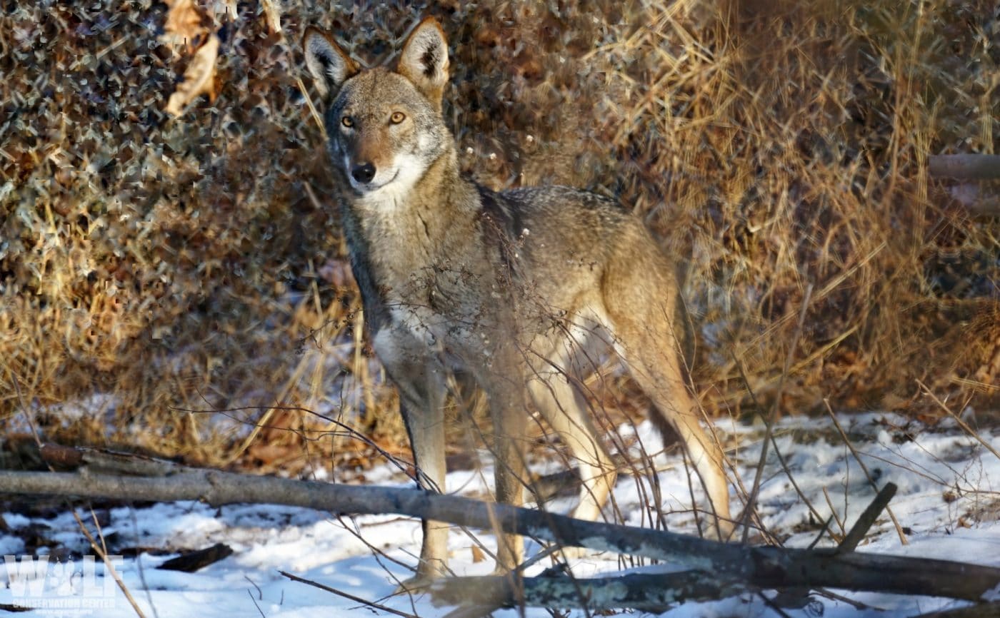 Red Wolves and Mexican Gray Wolves | Wolf Conservation Center