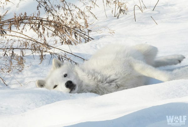 Cute and Curious Wolves of the Arctic | Wolf Conservation Center