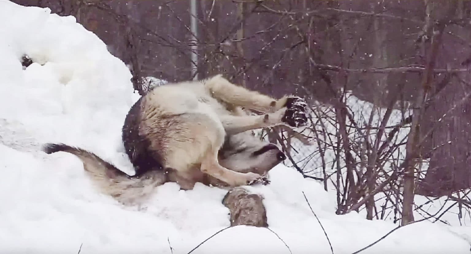 Explore the Wild World of Wolf Behavior | Wolf Conservation Center