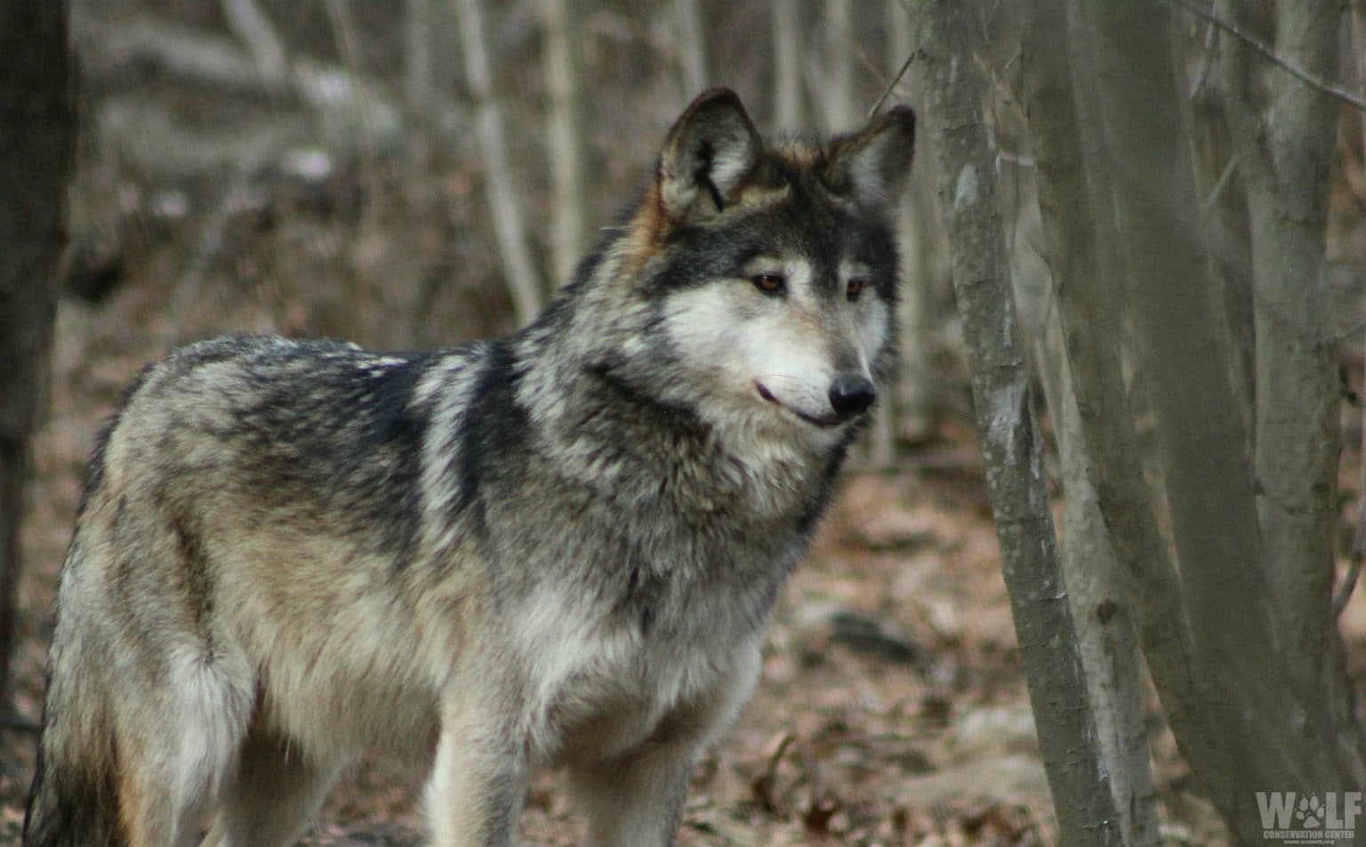 Balancing Applause and Inquiry: The New Lobo Livestock Standards | Wolf ...