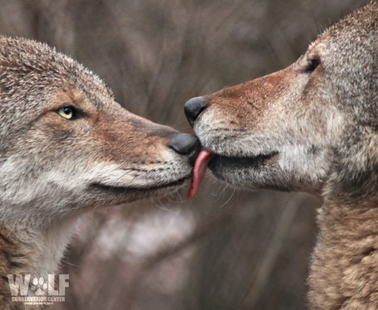 Wildly Romantic Wolves Symbolize Love and Loyalty | Wolf Conservation ...