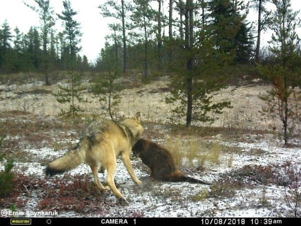 How do wolves hunt beavers? | Wolf Conservation Center