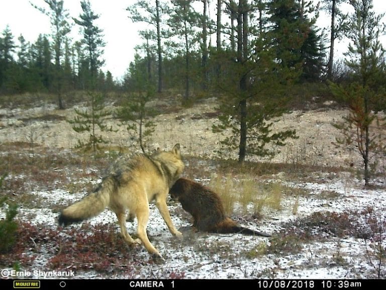 How do wolves hunt beavers? | Wolf Conservation Center