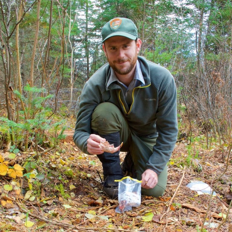 How do wolves hunt beavers? | Wolf Conservation Center